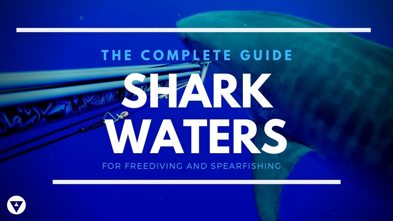The Complete Guide | How To Avoid A Shark Attack When Spearfishing Or ...