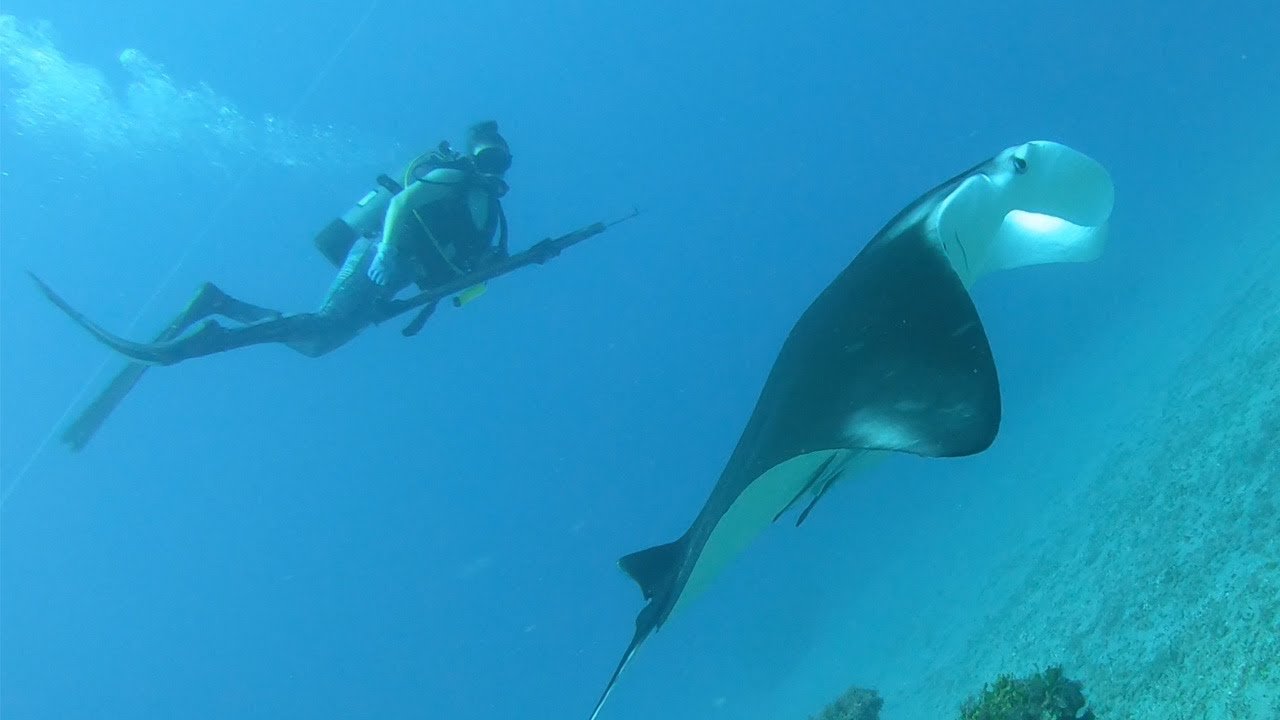 SCUBA with a huge manta ray off Palm Beach on New Years Eve 2021 ...